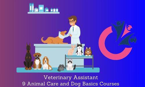 Veterinary Assistant - Animal Care and Dog Basics Courses - Compete High
